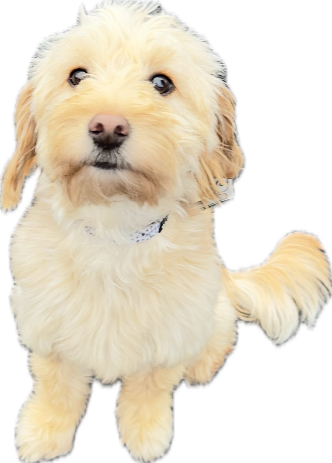 Meet Our Team - Ryecroft School